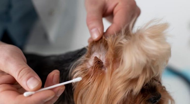 Otitis en perros – Japag Distribuciones