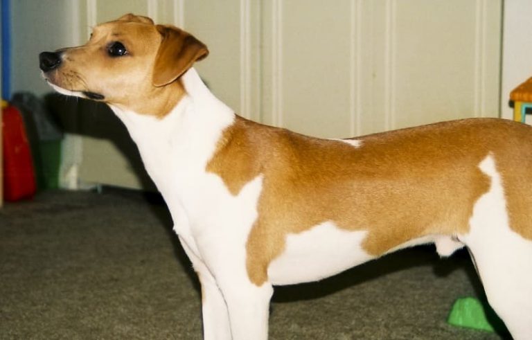 Plata coloidal para perros | Japag Distribuciones
