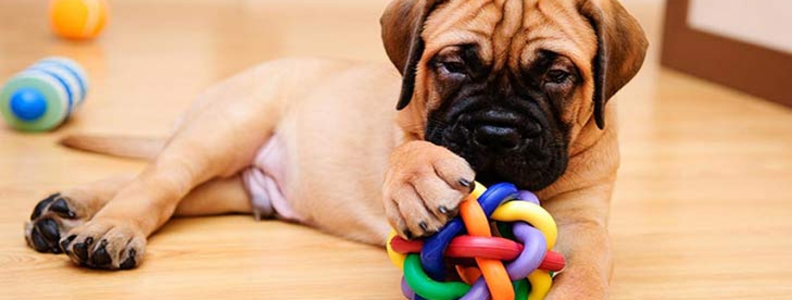 Accesorios para mascotas: perros y gatos | Japag Distribuciones