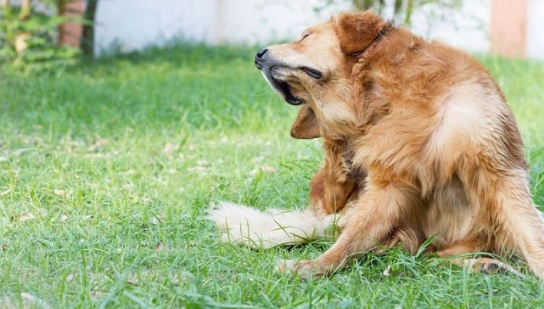 Otitis en perros | Japag Distribuciones