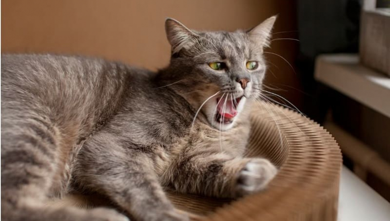 Tos en gatos – Japag Distribuciones
